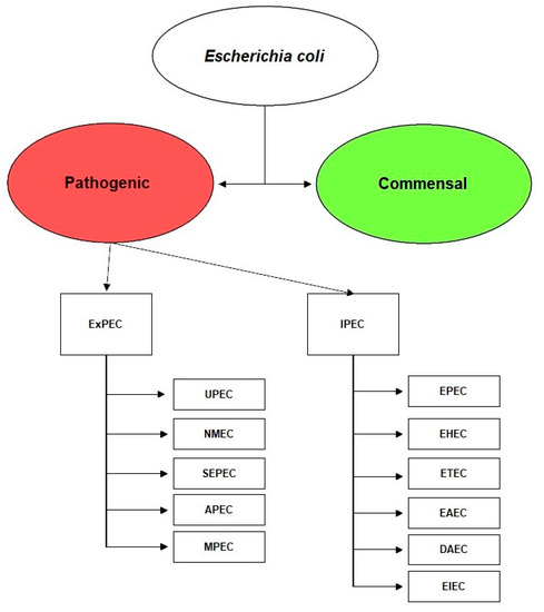 Extraintestinal Pathogenic Escherichia coli: Virulence Factors and ...