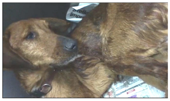 Highly Variable Clinical Pictures in Dogs Naturally Infected with ...