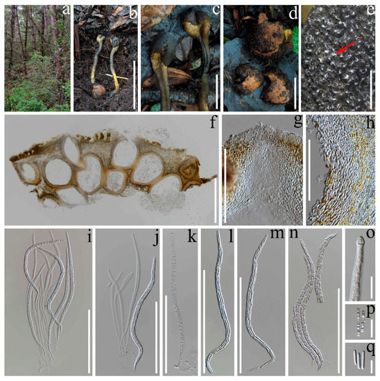 Comprehensive Review of Tolypocladium and Description of a Novel ...