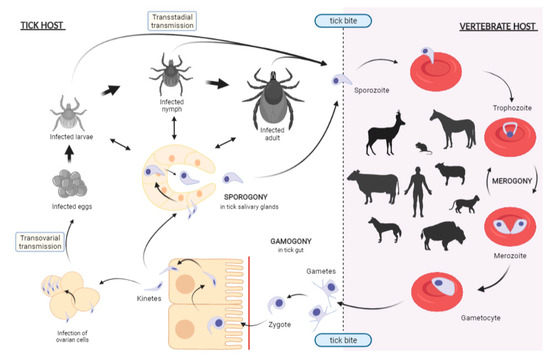 Experimental Infection of Ticks: An Essential Tool for the Analysis of ...