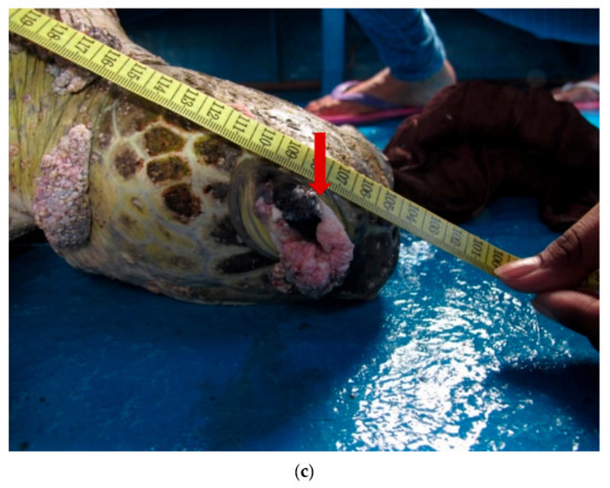 First Evidence of Chelonid Herpesvirus 5 (ChHV5) Infection in Green ...