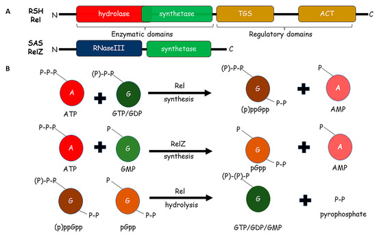 Stringent Response in Mycobacteria: From Biology to Therapeutic Potential