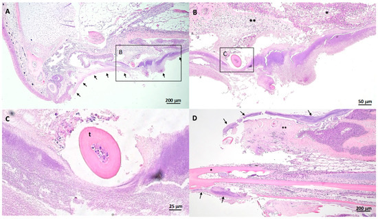 Experimental Induction of Tenacibaculosis in Atlantic Salmon (Salmo ...