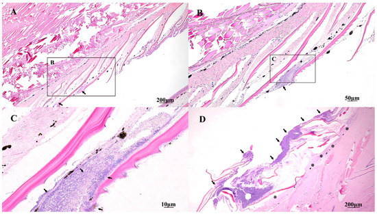 Experimental Induction of Tenacibaculosis in Atlantic Salmon (Salmo ...