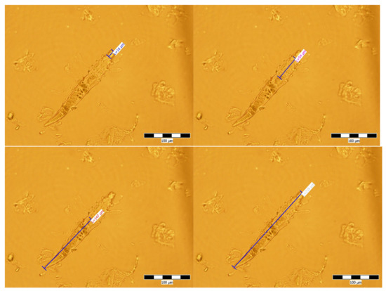 Feline Demodicosis Case Report—First Molecular Characterization of ...