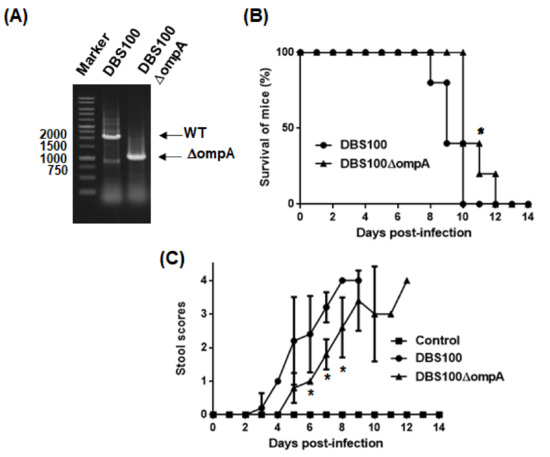 Roles of OmpA in Type III Secretion System-Mediated Virulence of ...