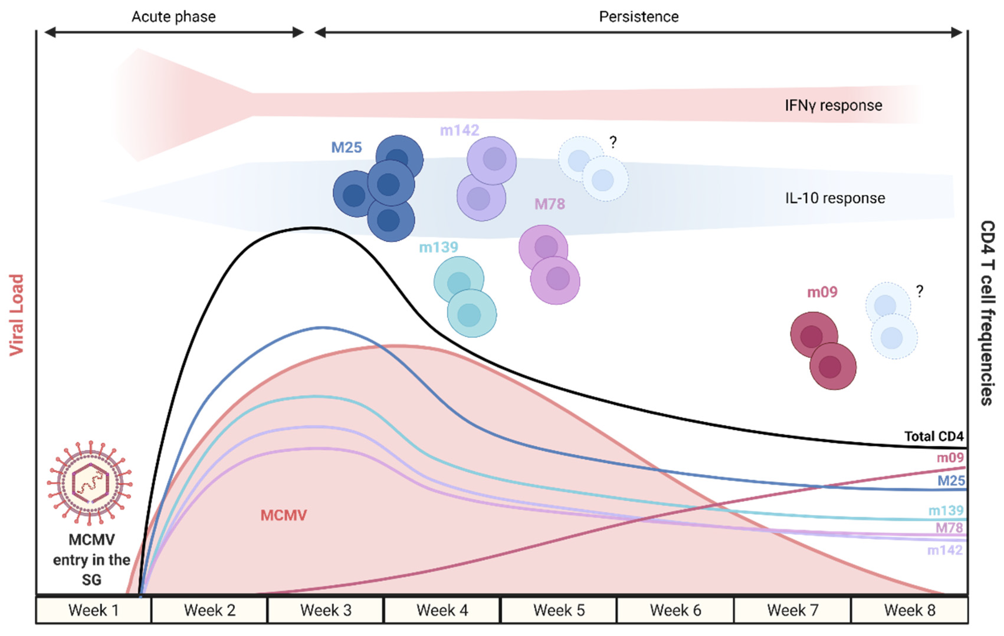 CD4 T Cell-Mediated Immune Control of Cytomegalovirus Infection in ...