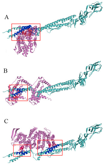 Phytobacter diazotrophicus from Intestine of Caenorhabditis elegans ...