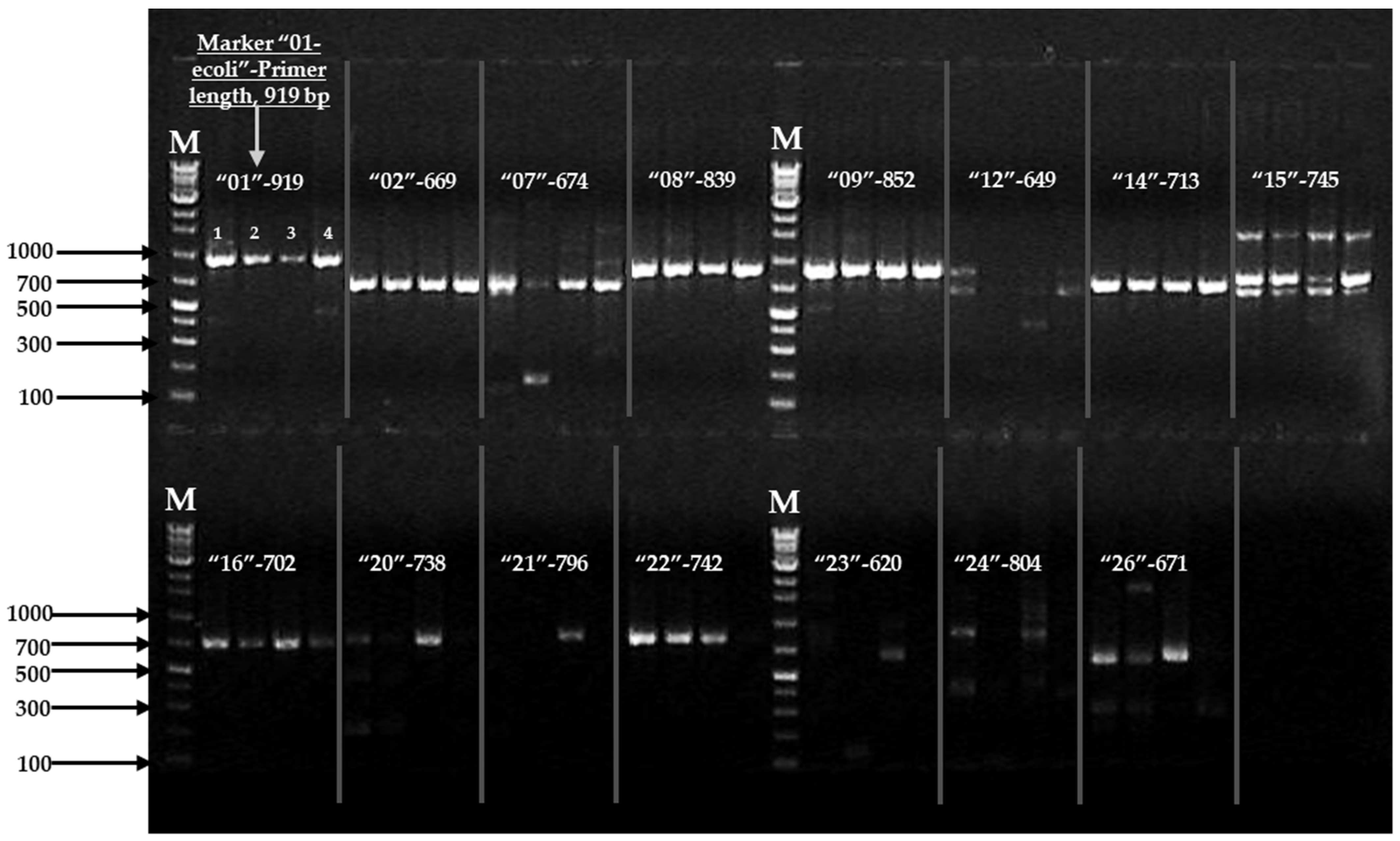 Development of Single Nucleotide Polymorphism (SNP)-Based Triplex PCR ...
