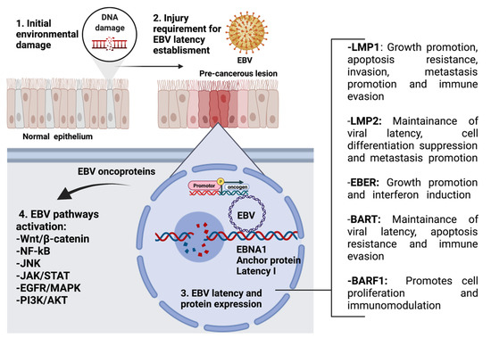 Epstein–Barr Virus Infection in Lung Cancer: Insights and Perspectives
