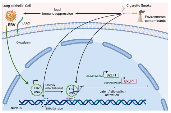 Epstein–Barr Virus Infection in Lung Cancer: Insights and Perspectives