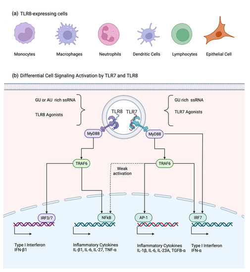 The Relevance of TLR8 in Viral Infections