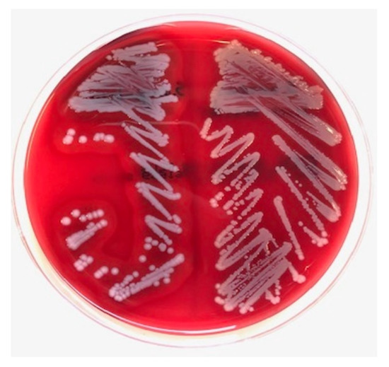 Canine Staphylococcus argenteus: Case Report from The Netherlands