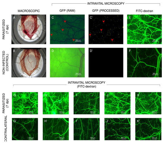 Pathogens | Free Full-Text | Sheltered in Stromal Tissue Cells ...