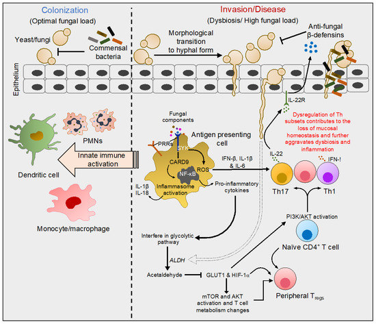 Fungal Colonization and Infections—Interactions with Other Human Diseases
