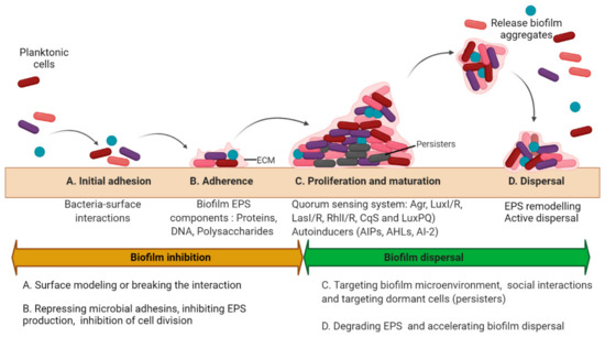 Recent Strategies to Combat Biofilms Using Antimicrobial Agents and Therapeutic Approaches