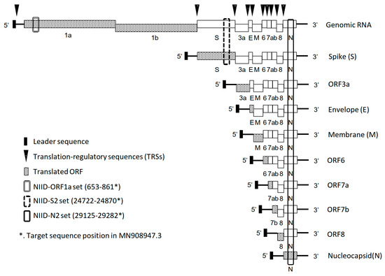 Detection of the ORF1 Gene Is an Indicator of the Possible Isolation of ...