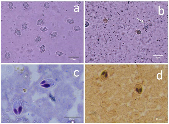 Pathogens | Free Full-Text | Morphological and Molecular ...