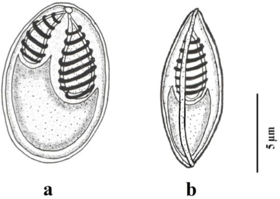 Morphological and Molecular Characterization of a New Myxozoan ...