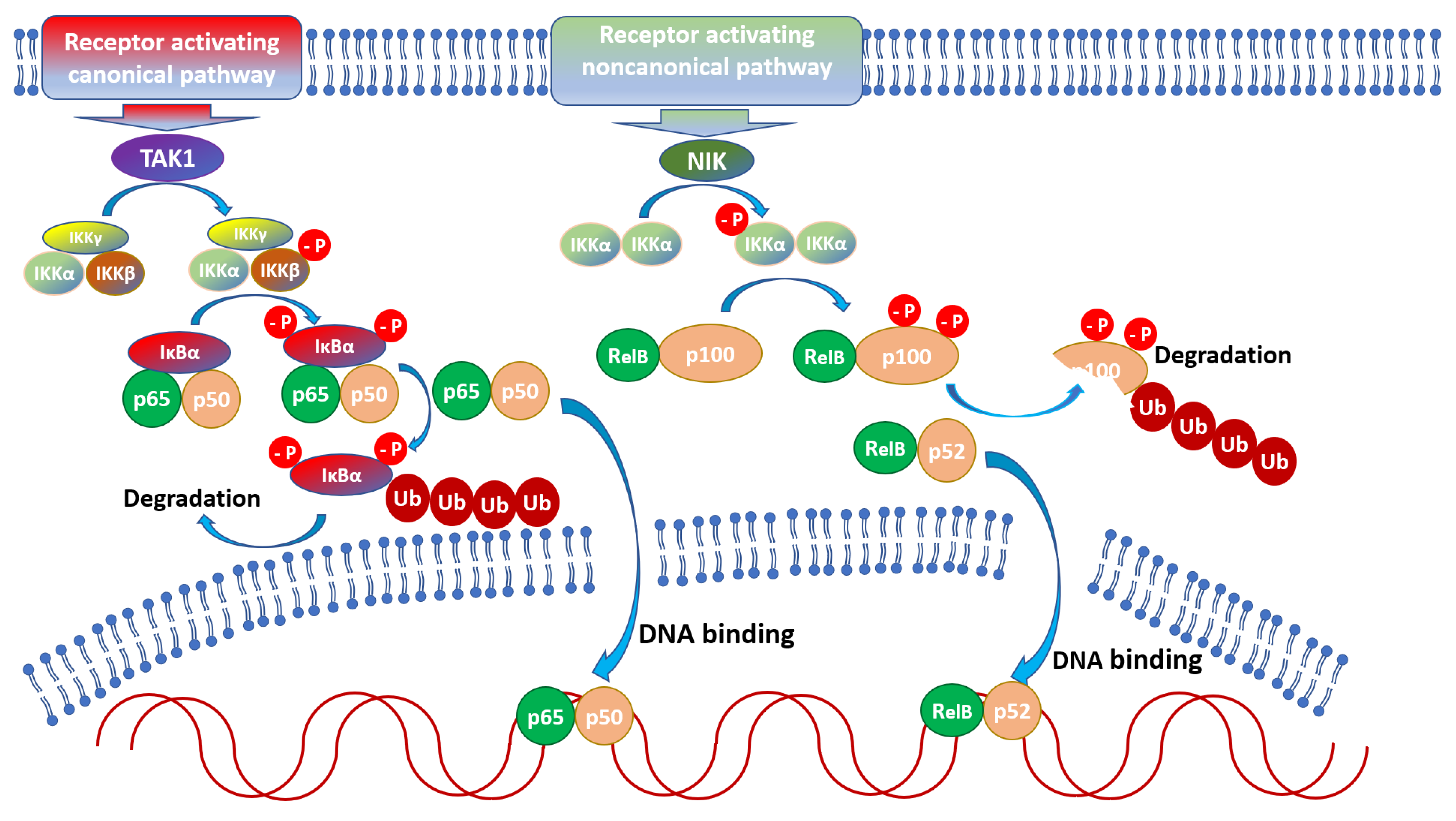 Pathogens Free Full Text The Role Of Nuclear Factor Kappa B Nf κb