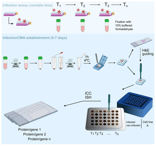 InfectionCMA: A Cell MicroArray Approach for Efficient Biomarker ...