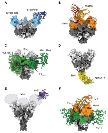 Development and Structural Analysis of Antibody Therapeutics for ...