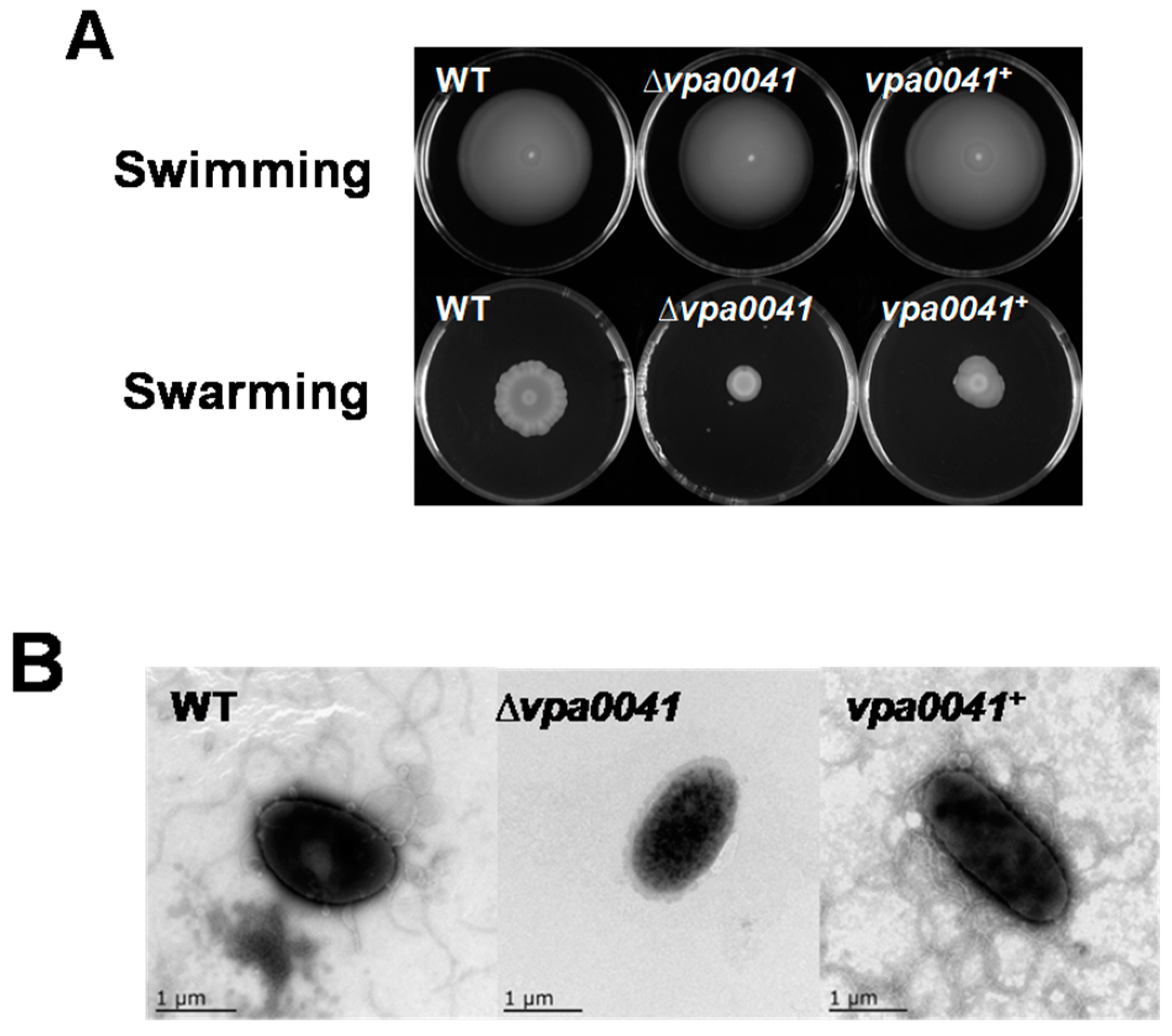 A Novel Transcription Factor VPA0041 Was Identified to Regulate the ...