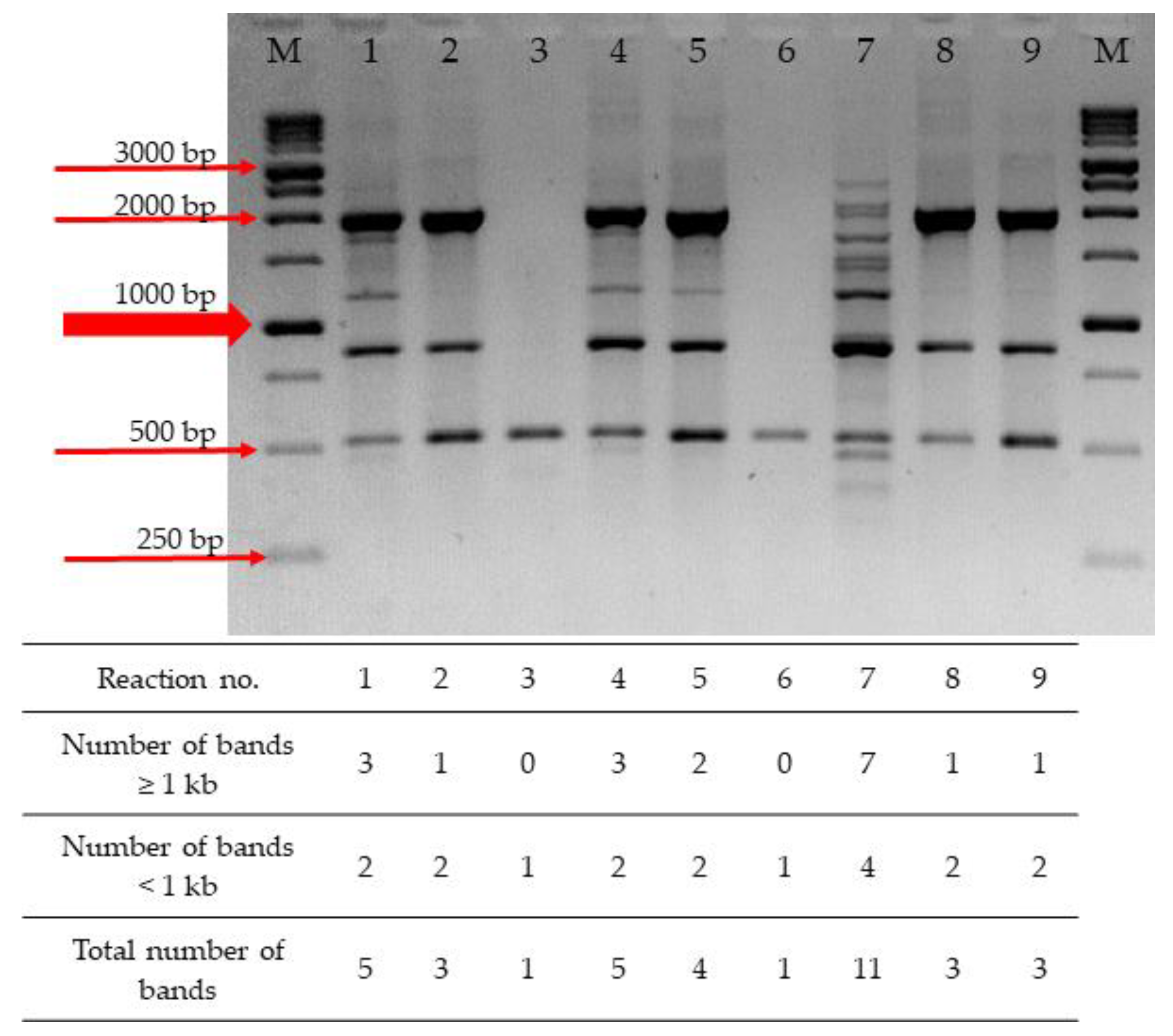 Pathogens | Free Full-Text | RAPD-PCR-Based Fingerprinting Method as a Tool for Epidemiological ...