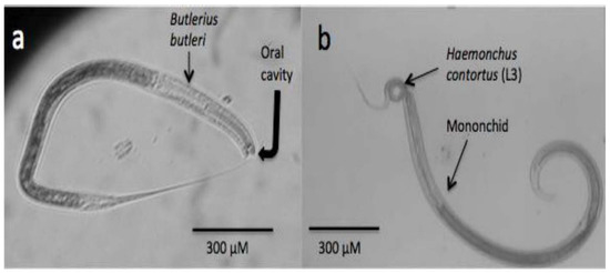 Pathogens | Special Issue : Recent Advances in the Control of Ecto and ...