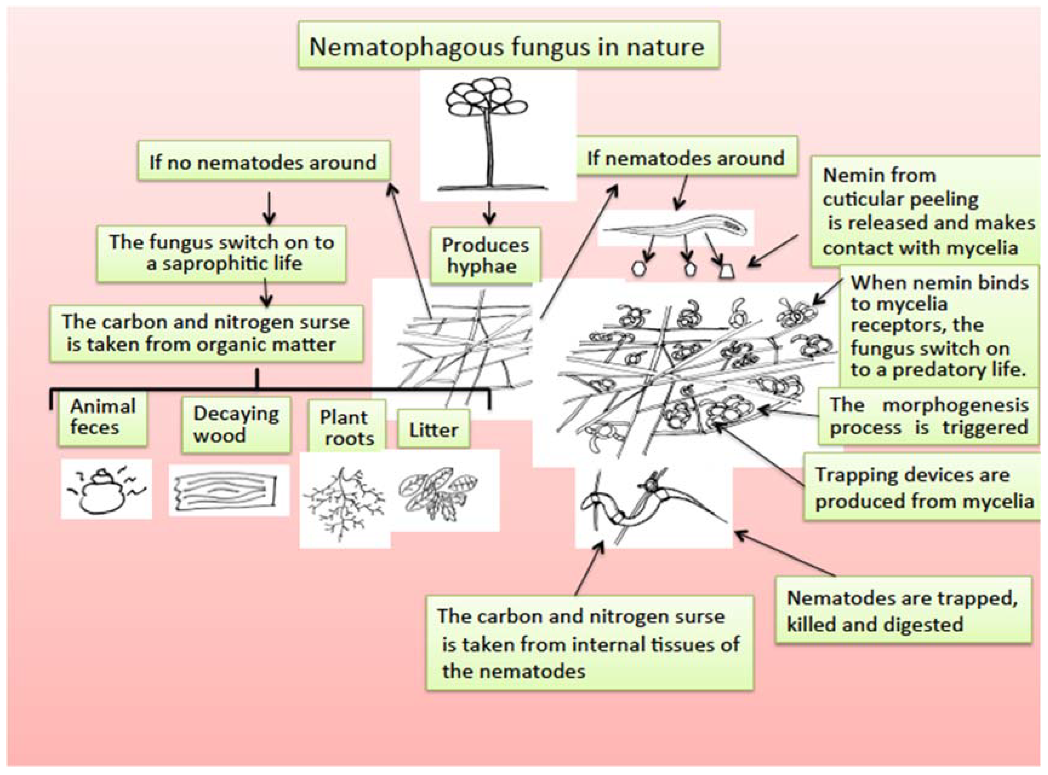 Soil-Borne Nematodes: Impact in Agriculture and Livestock and ...