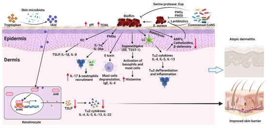 Pathogens | Free Full-Text | Manipulating Microbiota to Treat Atopic Dermatitis: Functions and ...