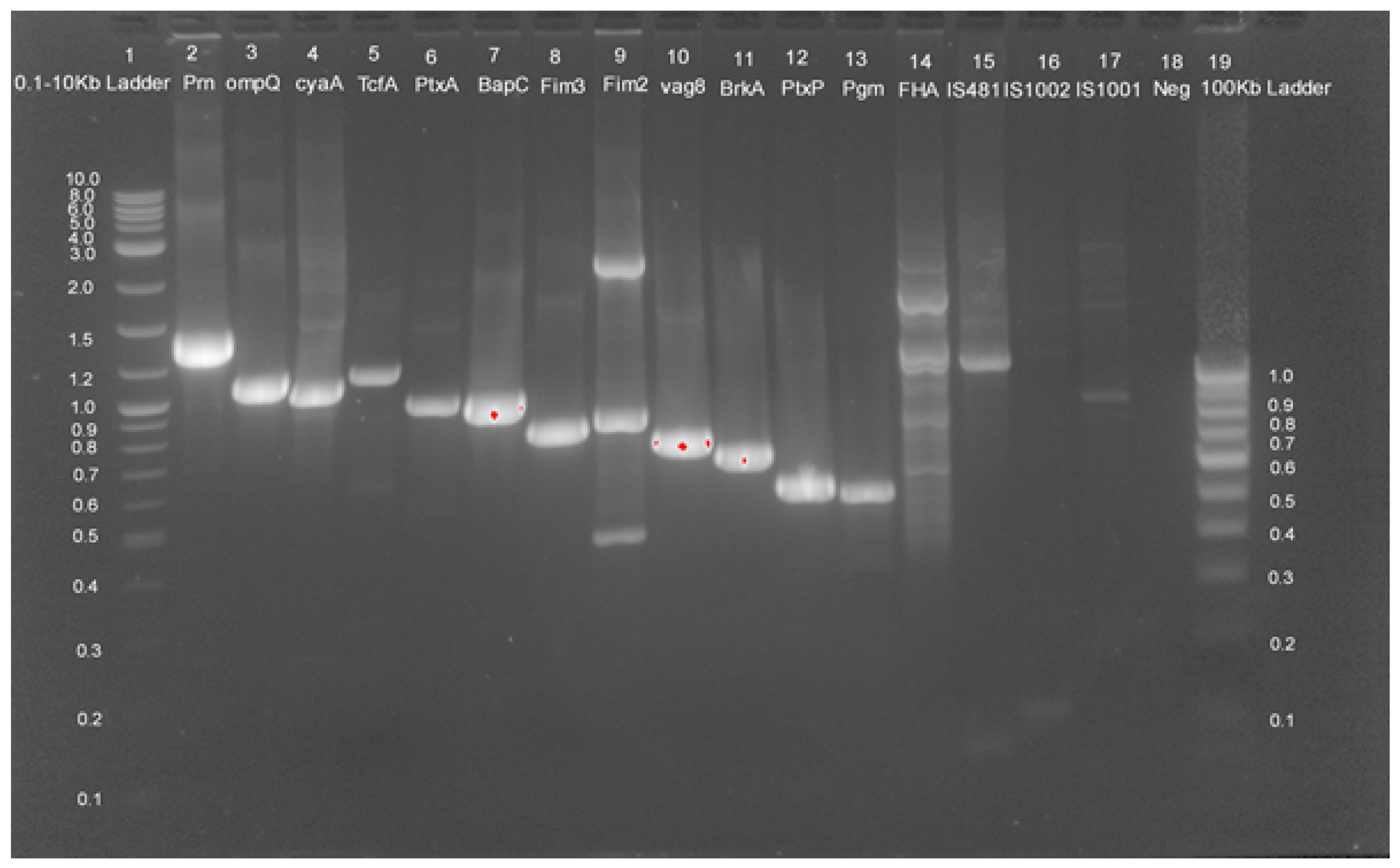 Pathogens Free Full Text Characterization Of Bordetella Pertussis Strains Isolated From India