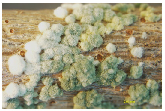 Potential Role of Biocontrol Agents for Sustainable Management of ...
