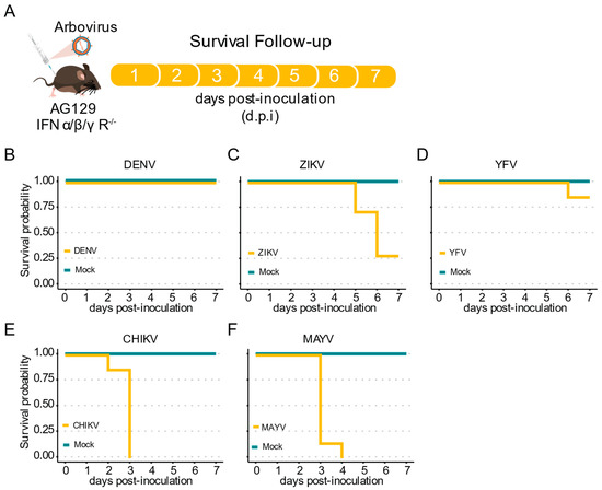AG129 Mice as a Comprehensive Model for the Experimental Assessment of ...