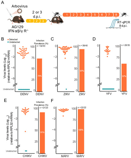 AG129 Mice as a Comprehensive Model for the Experimental Assessment of ...