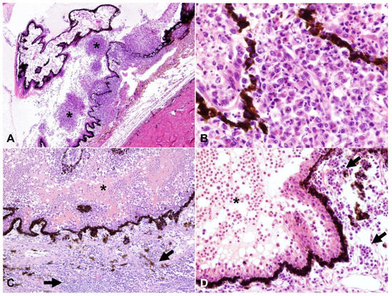 Relationship between Uveal Inflammation and Viral Detection in 30 Cats ...