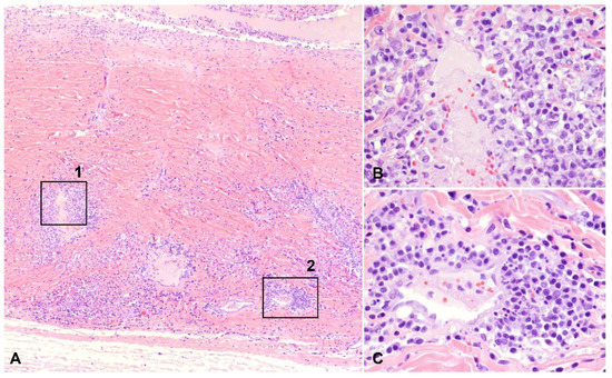 Relationship between Uveal Inflammation and Viral Detection in 30 Cats ...