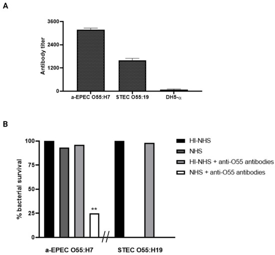 O55 Polysaccharides Are Good Antigen Targets for the Formulation of ...
