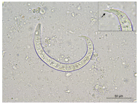 Systemic Infection by Angiostrongylus vasorum in a Fennec (Vulpes zerda ...