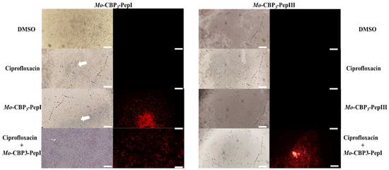 Synergistic Antibiofilm Activity between Synthetic Peptides and ...
