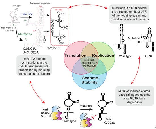 Pathogens Free Full Text Microrna 122 Regulation Of Hcv Infections