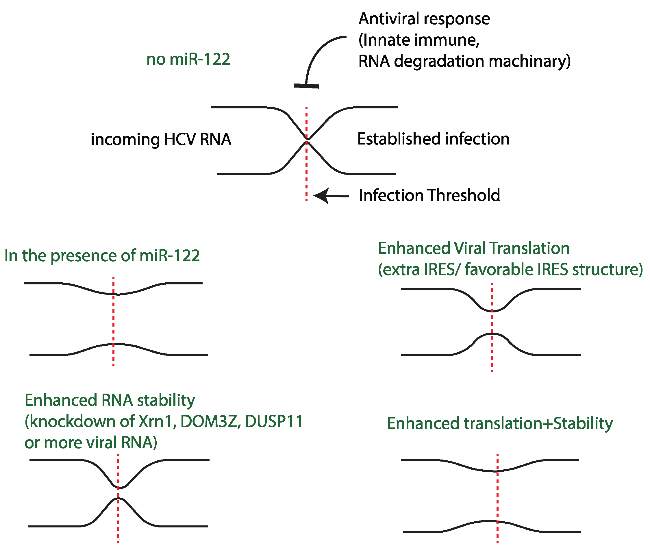 Pathogens Free Full Text Microrna 122 Regulation Of Hcv Infections