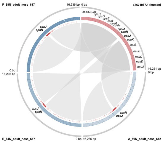 How GBS Got Its Hump: Genomic Analysis of Group B Streptococcus from ...