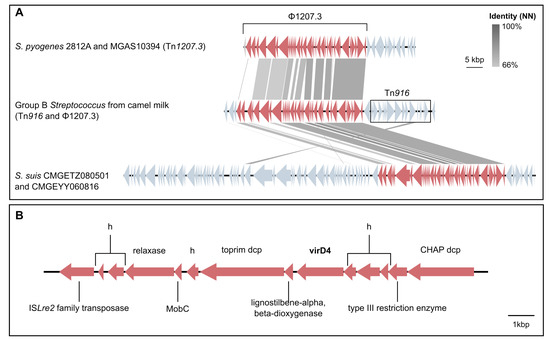 How GBS Got Its Hump: Genomic Analysis of Group B Streptococcus from ...