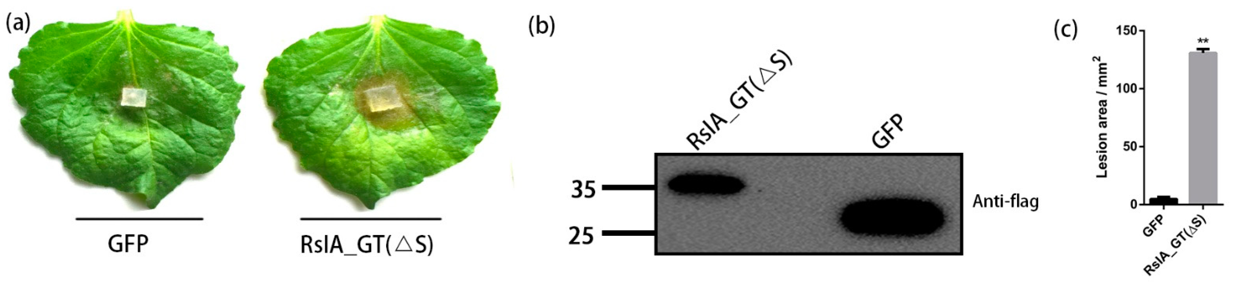 Secreted Glycosyltransferase RsIA_GT of Rhizoctonia solani AG-1 IA ...