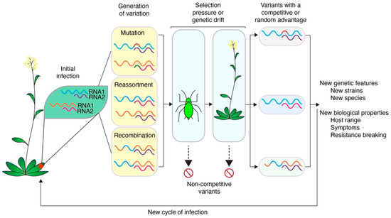 Pathogens | Free Full-Text | Determinants of Virus Variation, Evolution ...