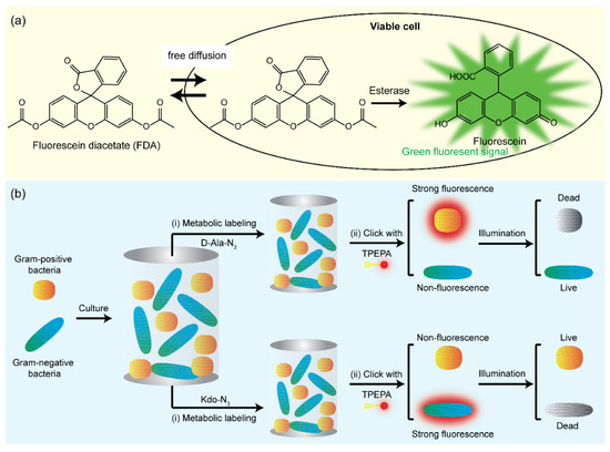Recent Methods for the Viability Assessment of Bacterial Pathogens ...