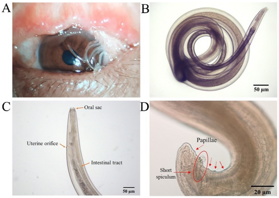Pathogens | Free Full-Text | Laboratory Culture and Life Cycle of ...