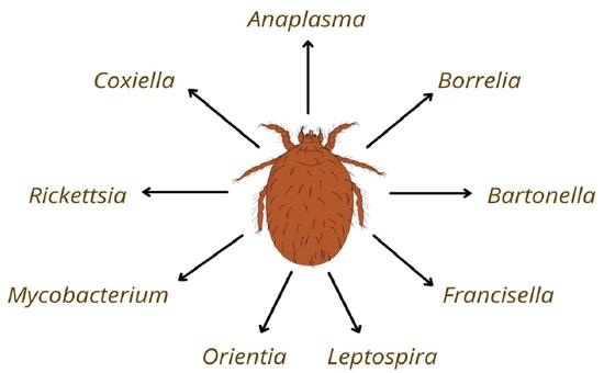 Pathogens | Free Full-Text | Not Only Leptotrombidium spp. an Annotated ...