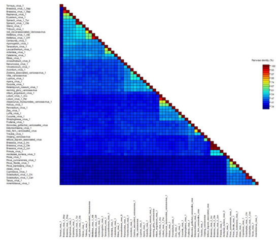 Unlocking the Hidden Genetic Diversity of Varicosaviruses, the ...